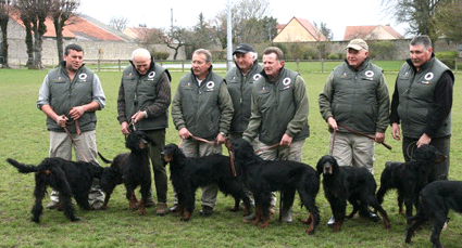 Setter Gordon: Un gentleman passionné de chasse