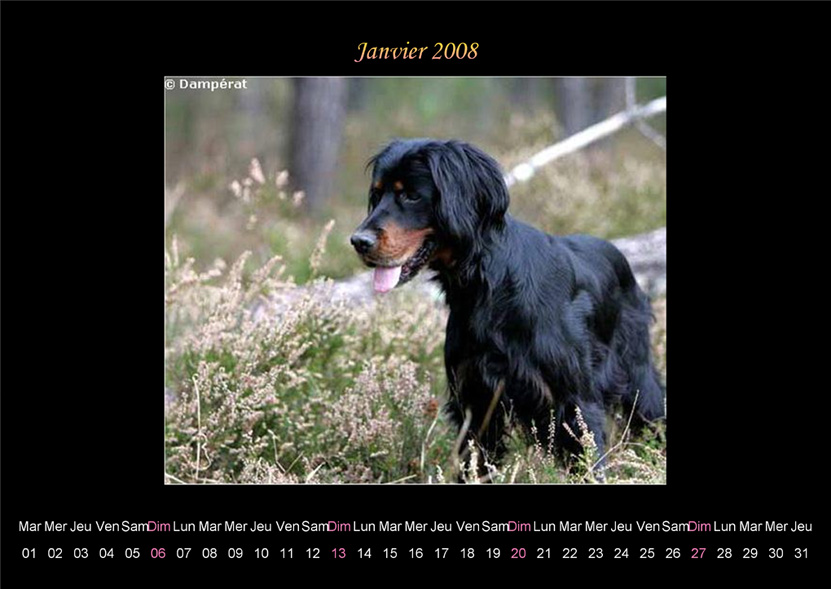 Setter Gordon: Un gentleman passionné de chasse